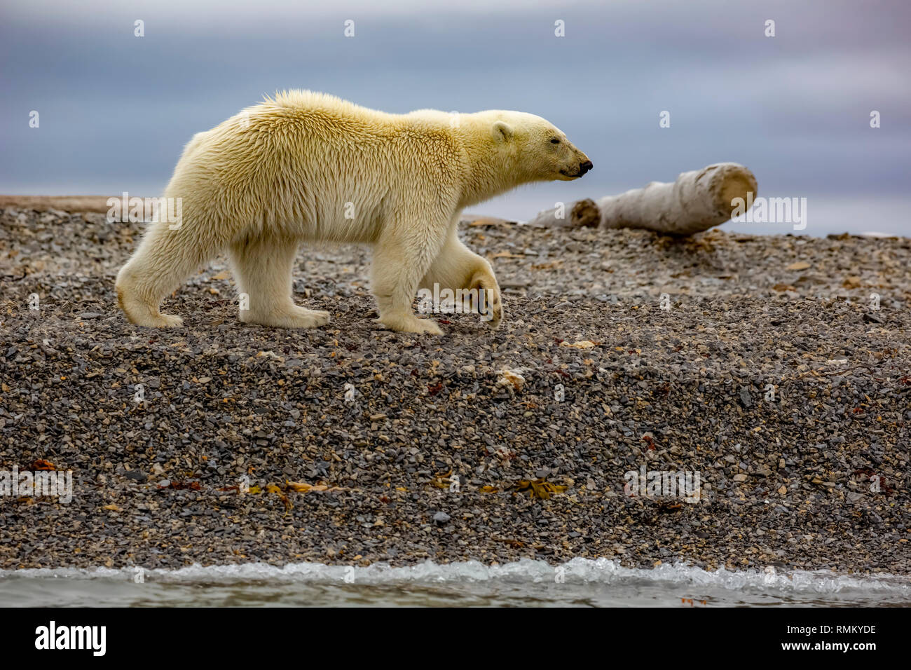 Arctic Tundra Winter Animals