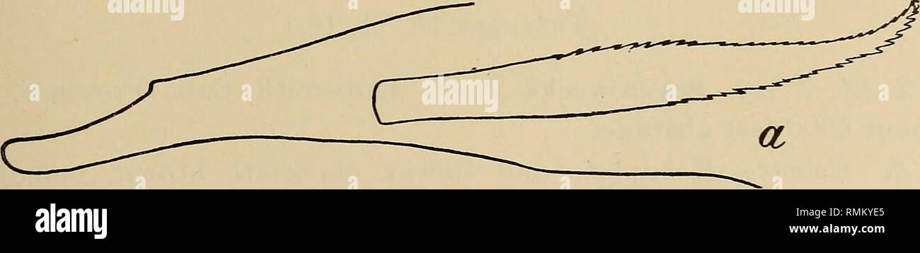 . Annals of the South African Museum = Annale van die Suid-Afrikaanse ...