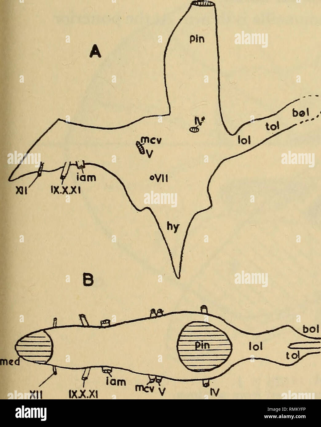 . Annals of the South African Museum = Annale van die Suid-Afrikaanse ...