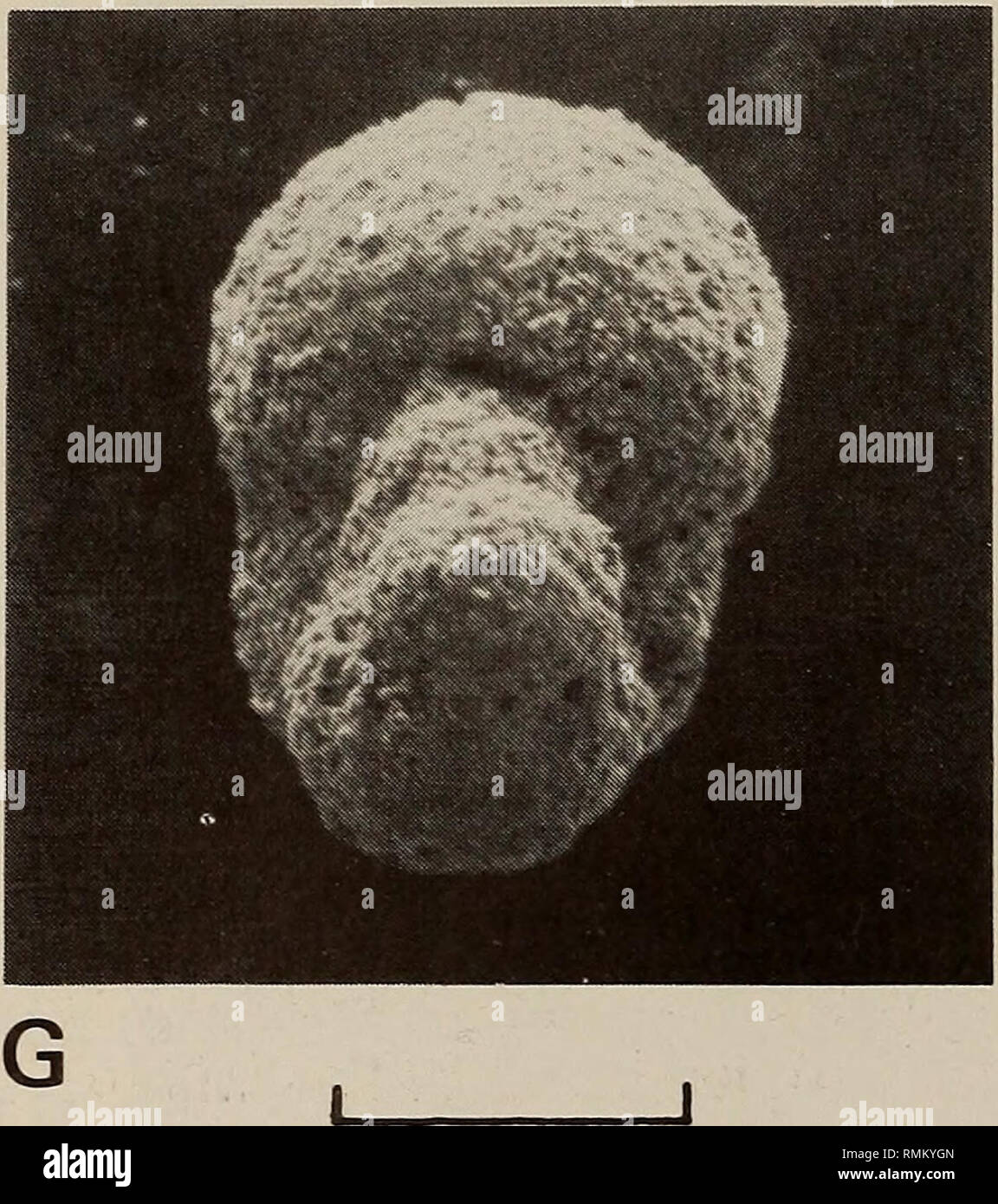 . Annals of the South African Museum = Annale van die Suid-Afrikaanse ...