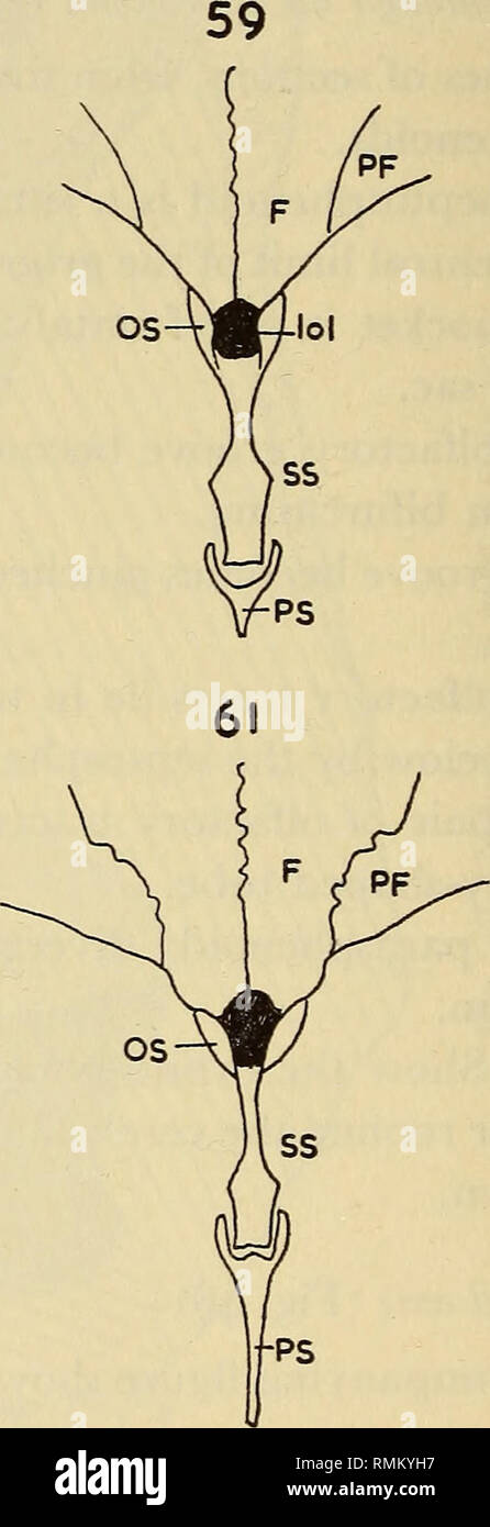 Jonkeria hi-res stock photography and images - Alamy