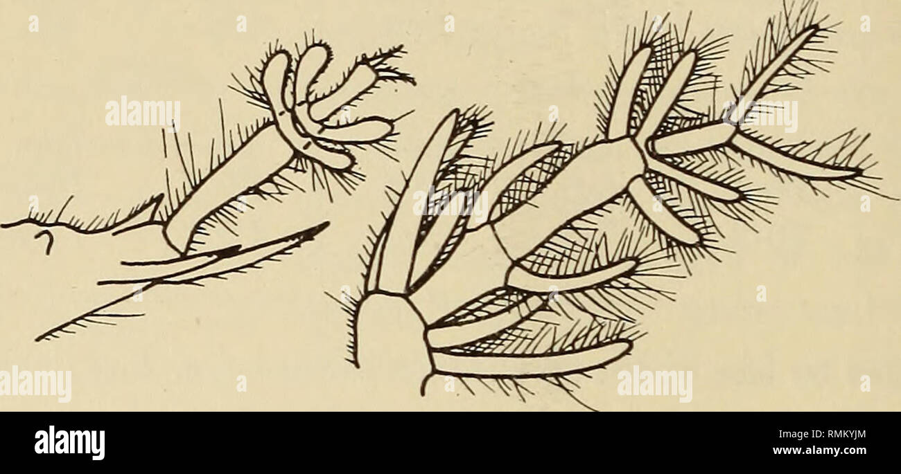 . Annals of the South African Museum = Annale van die Suid-Afrikaanse ...