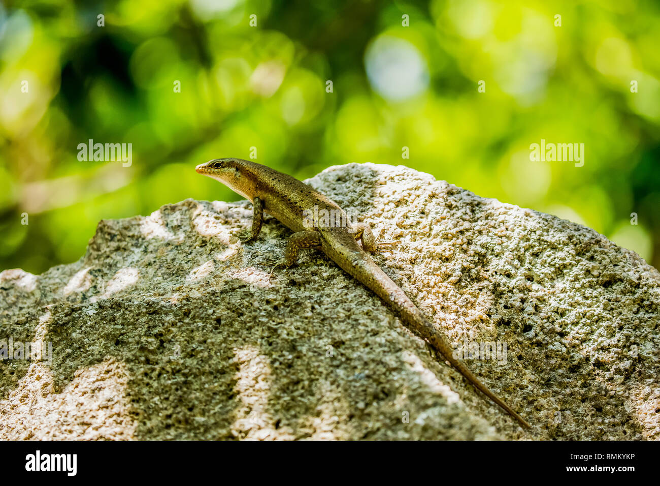 The Seychelles skink (Trachylepis seychellensis) is a species of skink ...