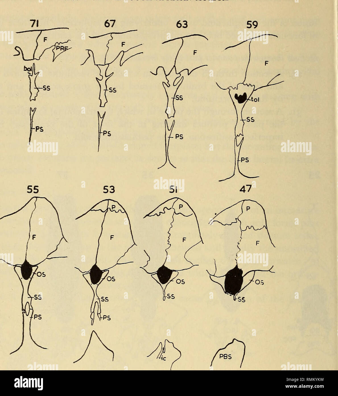 . Annals of the South African Museum = Annale van die Suid-Afrikaanse ...