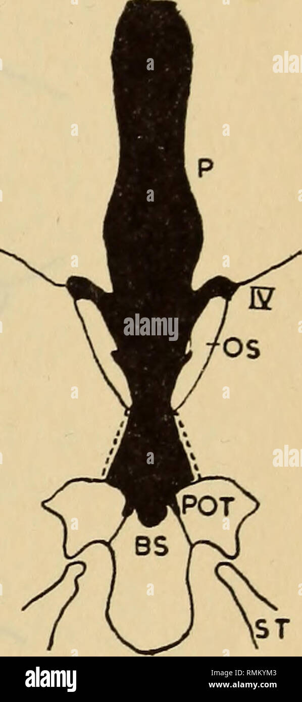 . Annals of the South African Museum = Annale van die Suid-Afrikaanse ...