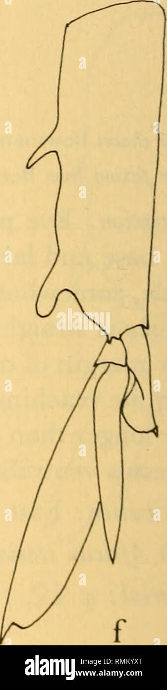 Lucifer typus hi-res stock photography and images - Alamy