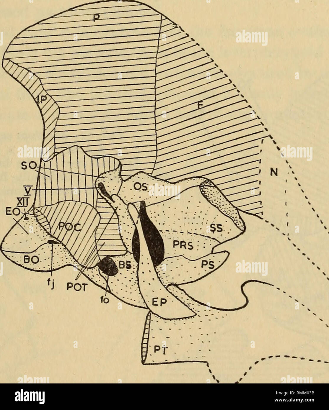 . Annals of the South African Museum = Annale van die Suid-Afrikaanse ...
