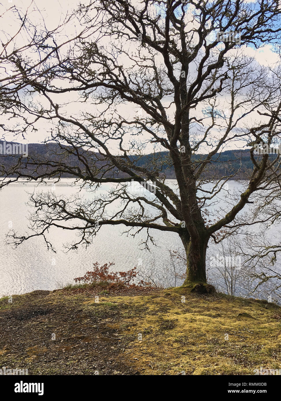 Old tree by the lake. Old oak on the background of the lake. blue water ...