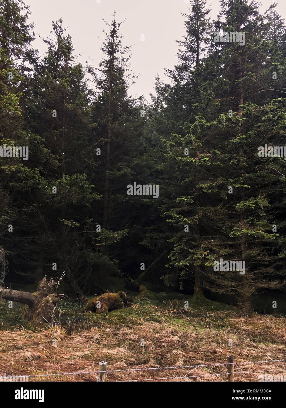 Scottish pine forest hi-res stock photography and images - Alamy