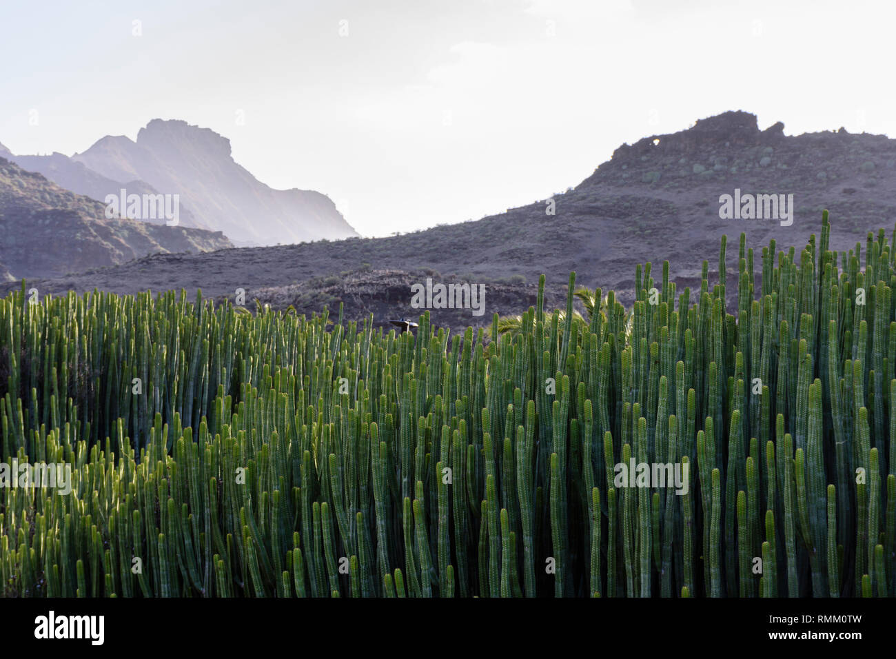 Veneguera hi-res stock photography and images - Alamy