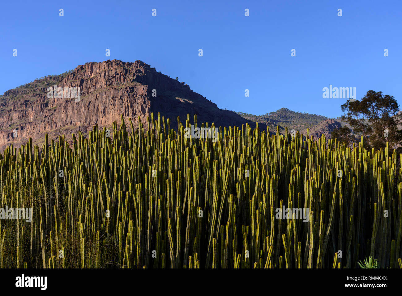 Cardonal hi-res stock photography and images - Alamy