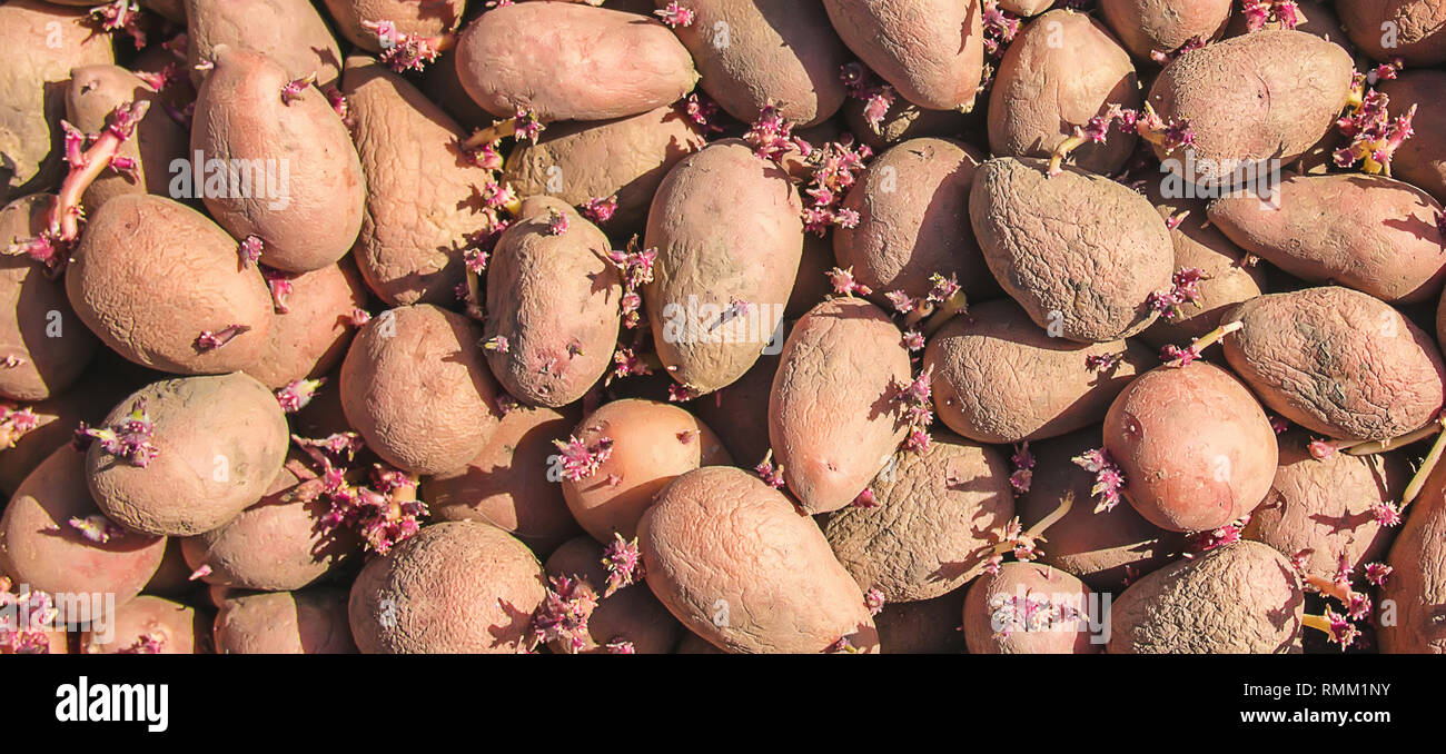planting potatoes. garden. selective focus Organic food nature Stock ...