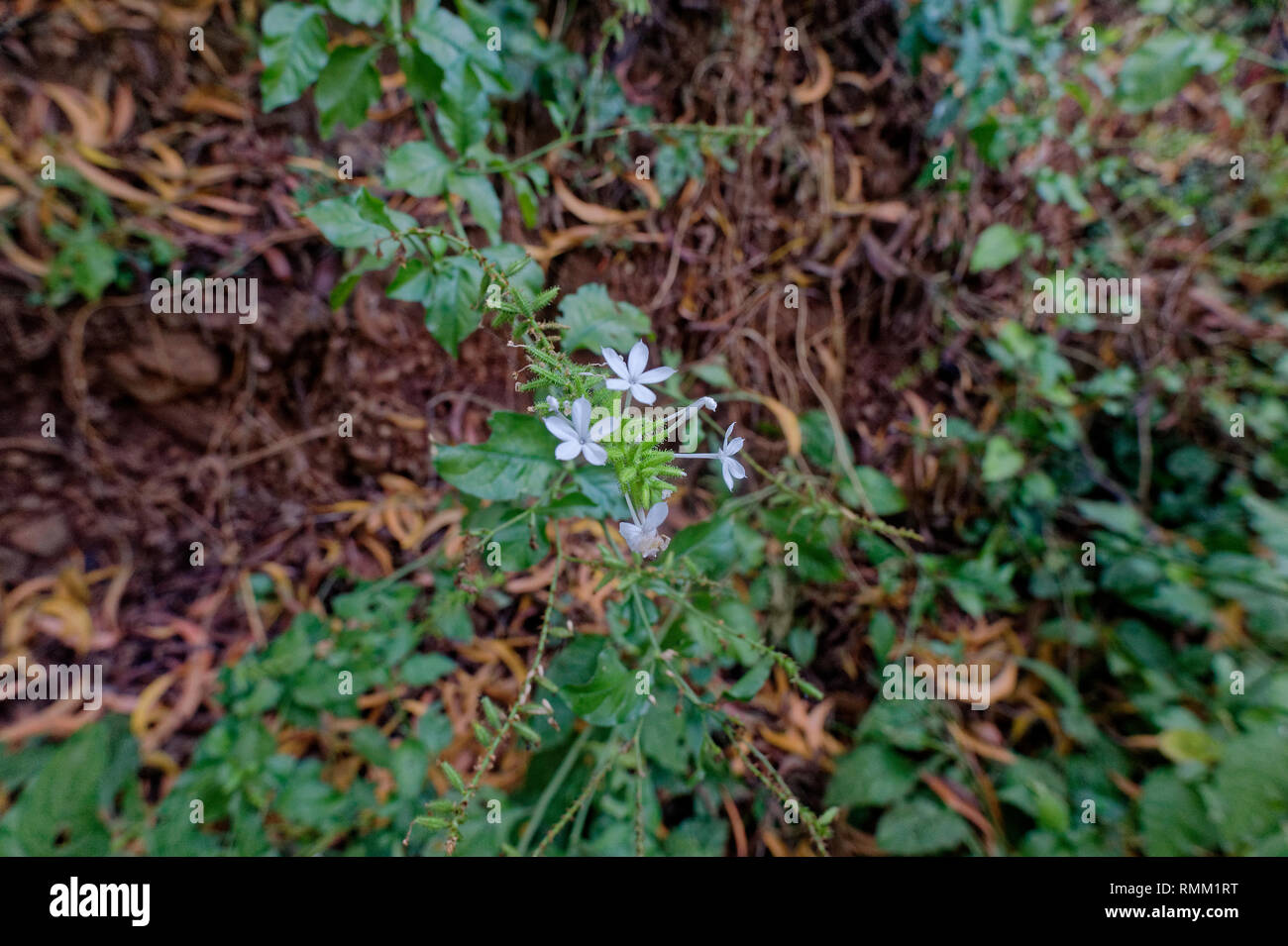 Flower local name Chitak Stock Photo - Alamy