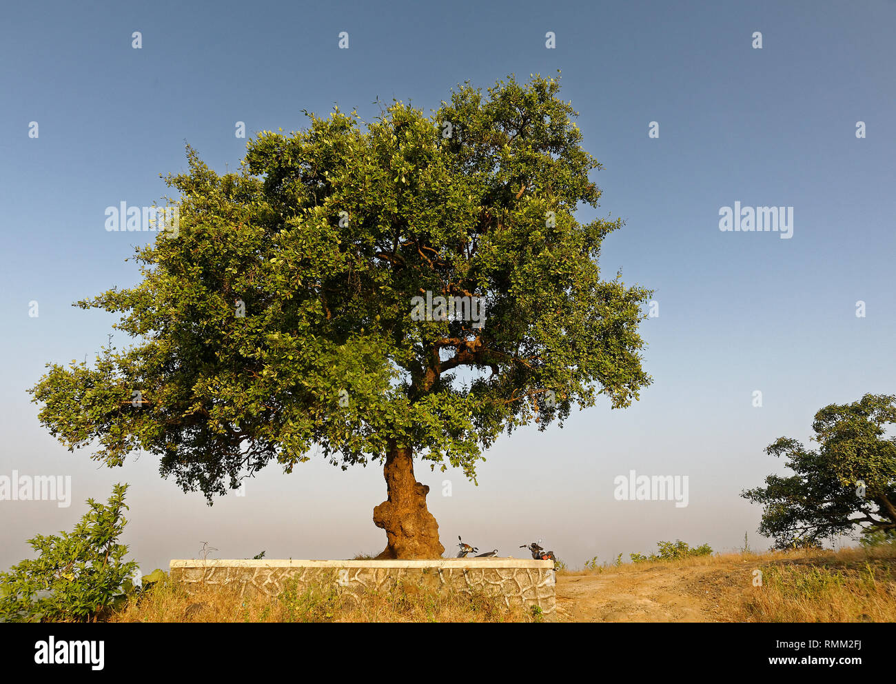 Tree Rayan tree ( local name Khirni ) Medicinai use Stock Photo - Alamy