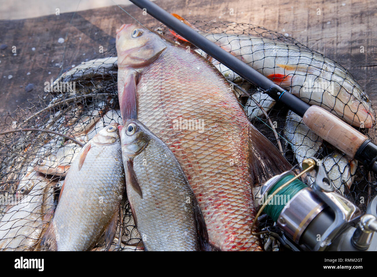Fishing concept, trophy catch - big freshwater common bream known as ...
