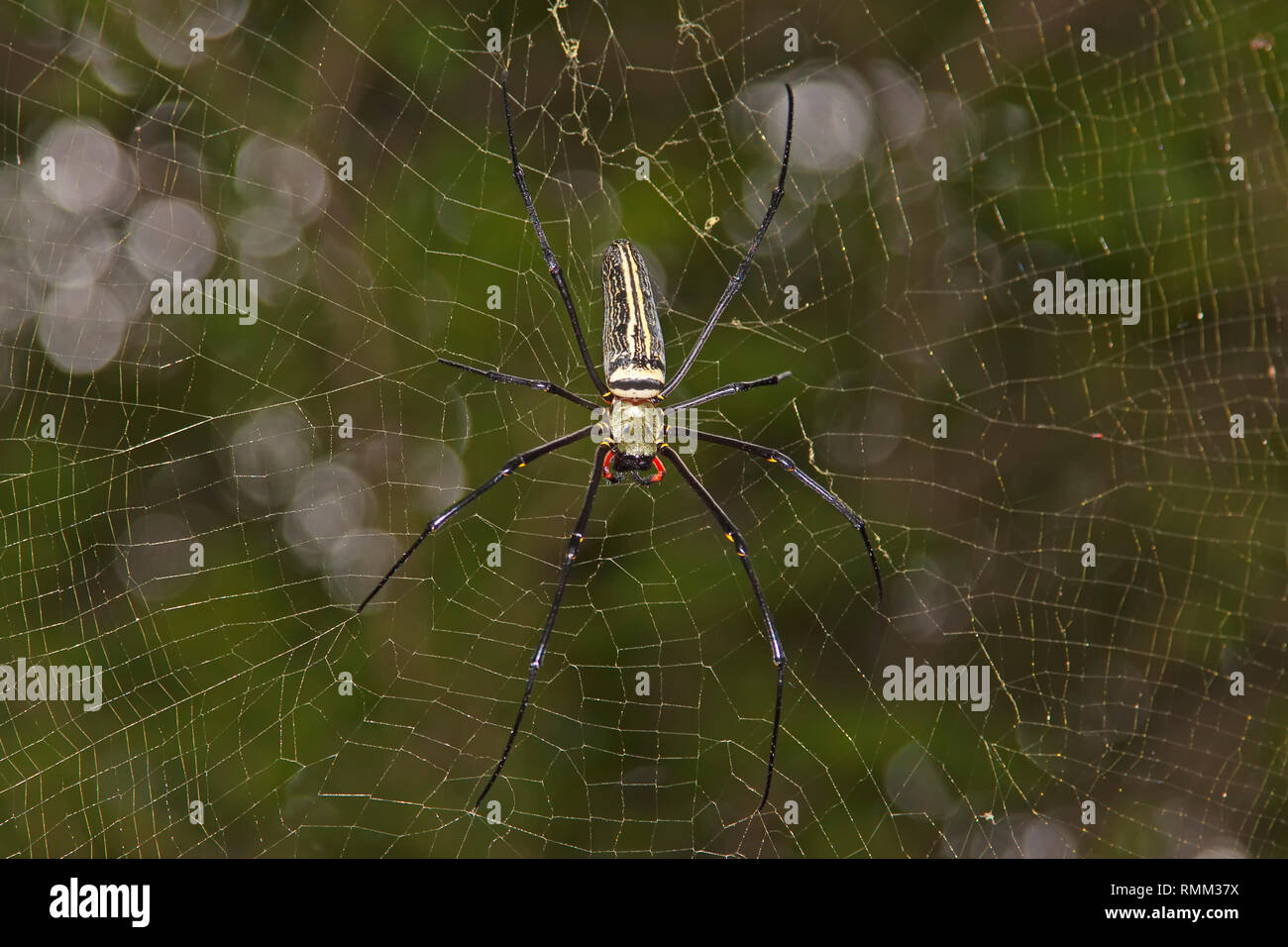 Asian giant wood spider hi-res stock photography and images - Alamy