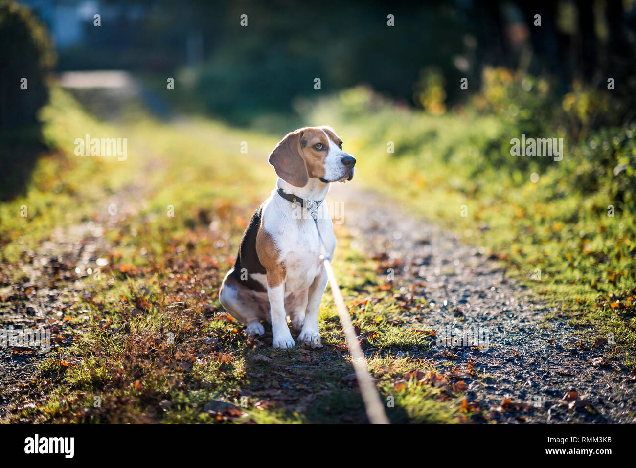 Domestic animals dog hi-res stock photography and images - Alamy
