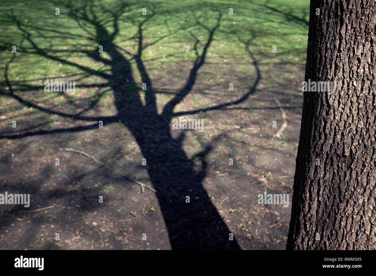 Shadow of tree hi-res stock photography and images - Alamy