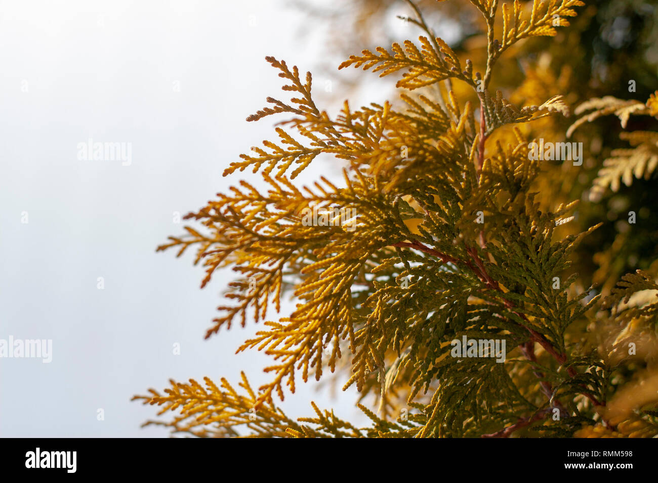 Conifer bush as background Stock Photo - Alamy