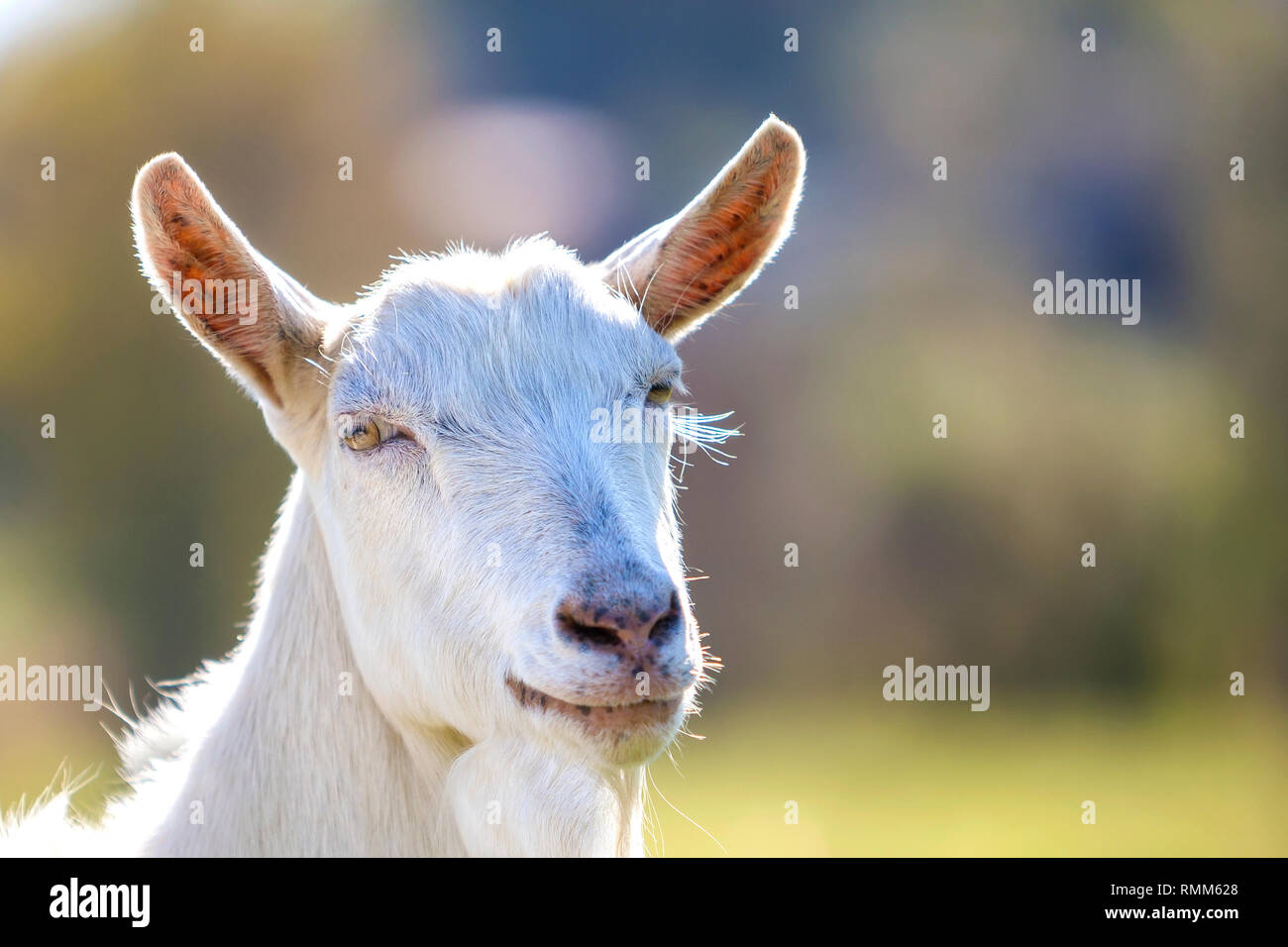 Portrait of white goat with beard on blurred bokeh background. Farming ...