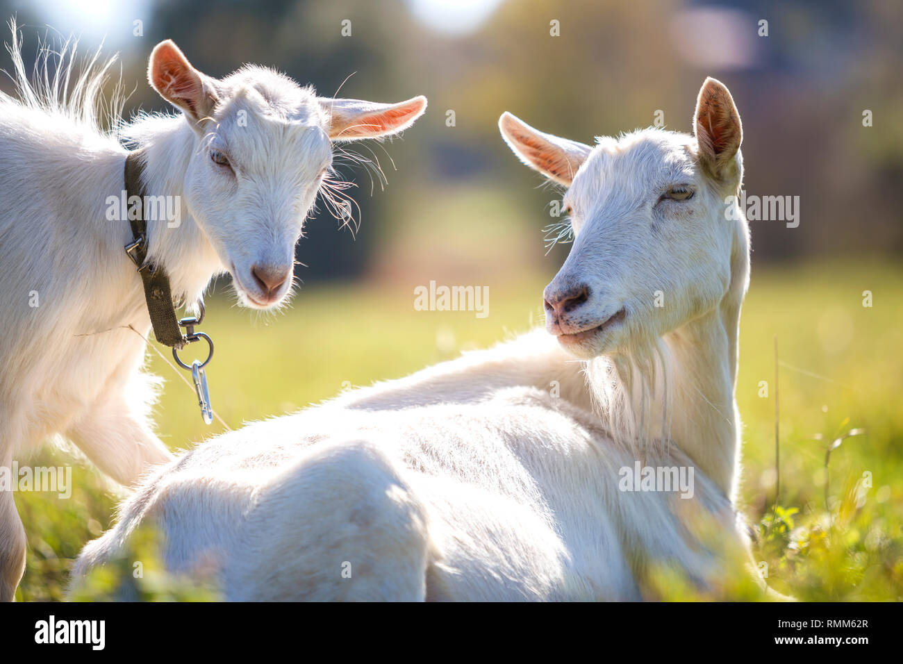 Two white bearded goats grazing in green meadow grass on bright sunny ...