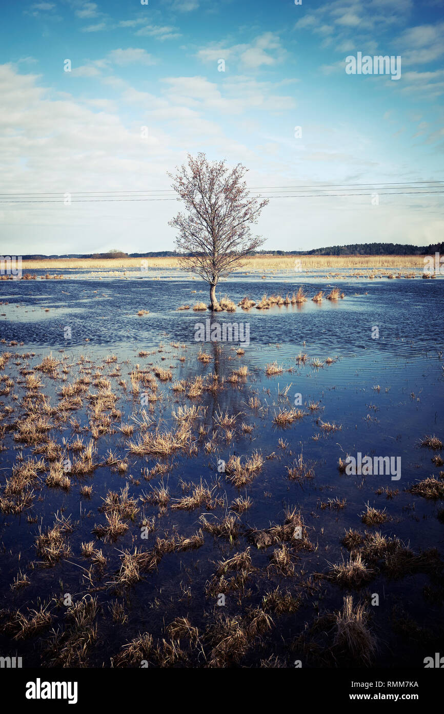 Tree growing in water Stock Photo - Alamy