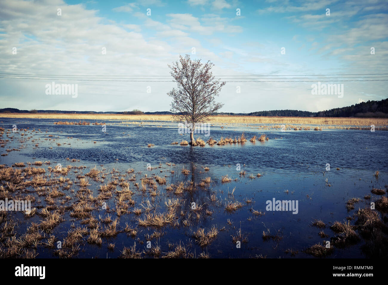 Tree growing in water Stock Photo - Alamy