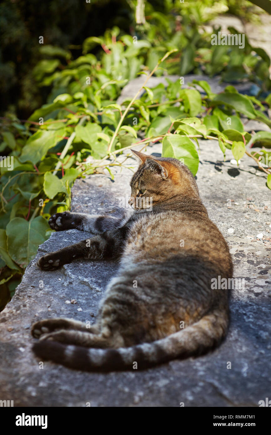 Summer domestic hi-res stock photography and images - Alamy