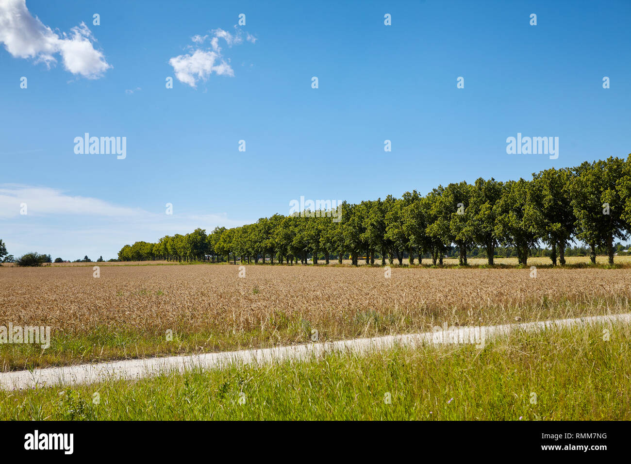 Fields with tree avenue hi-res stock photography and images - Alamy