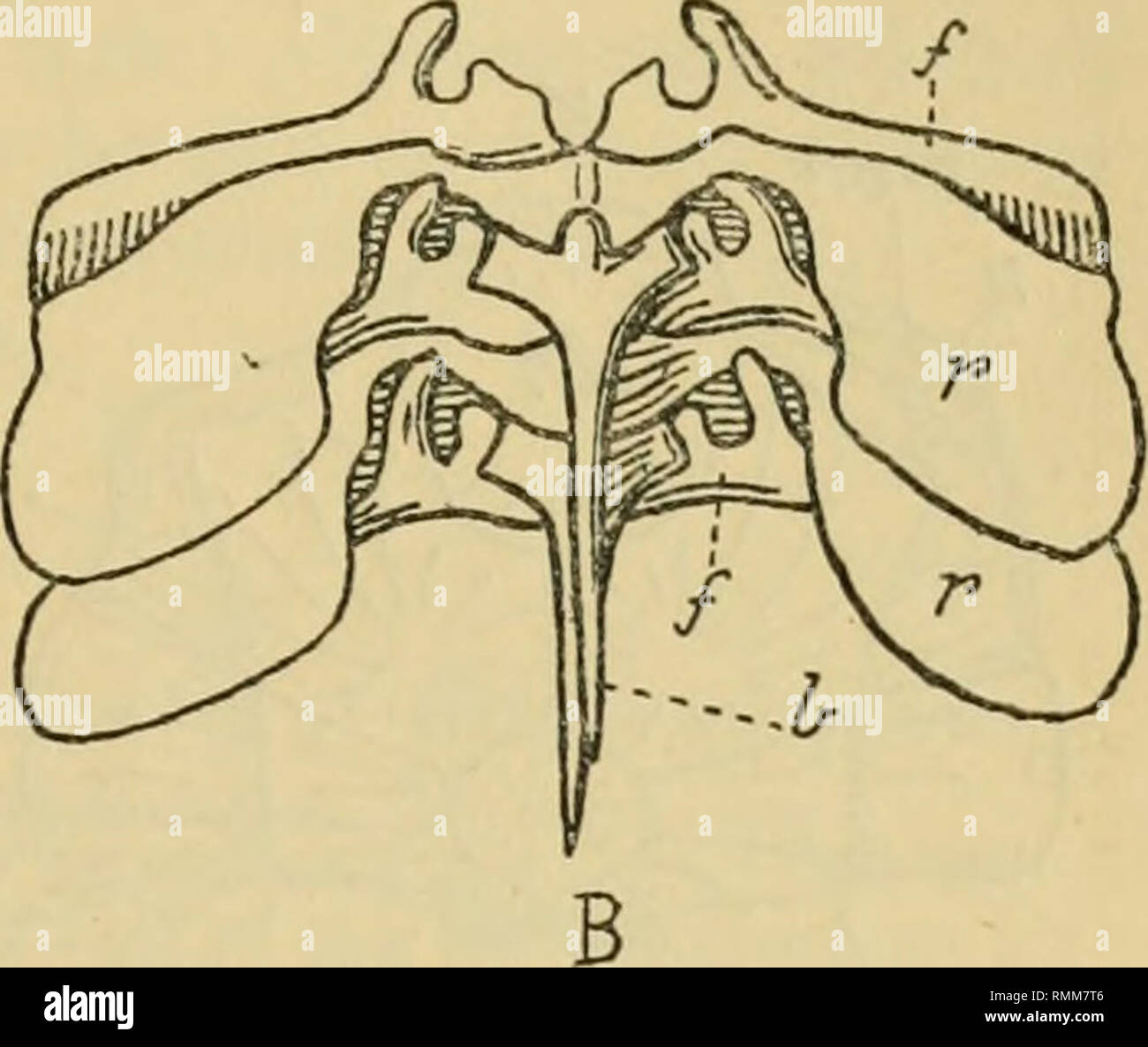 Percoids hi-res stock photography and images - Alamy