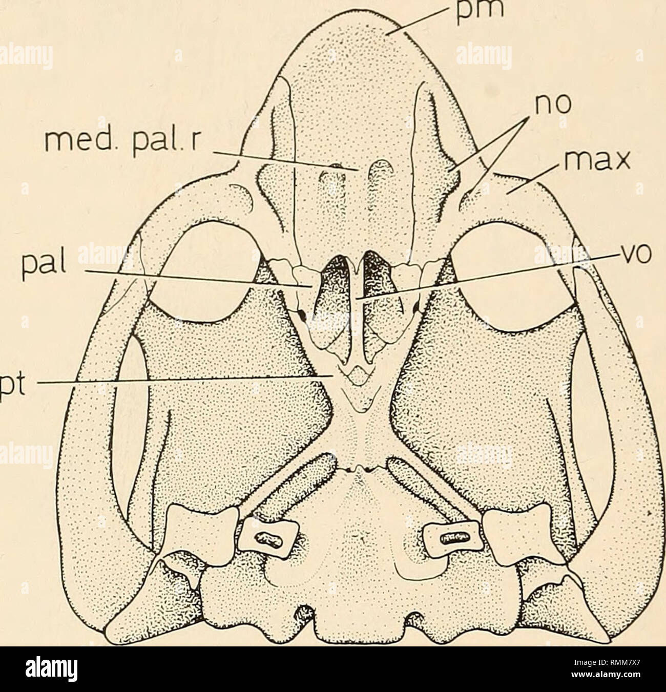 Direct ancestor hi-res stock photography and images - Alamy