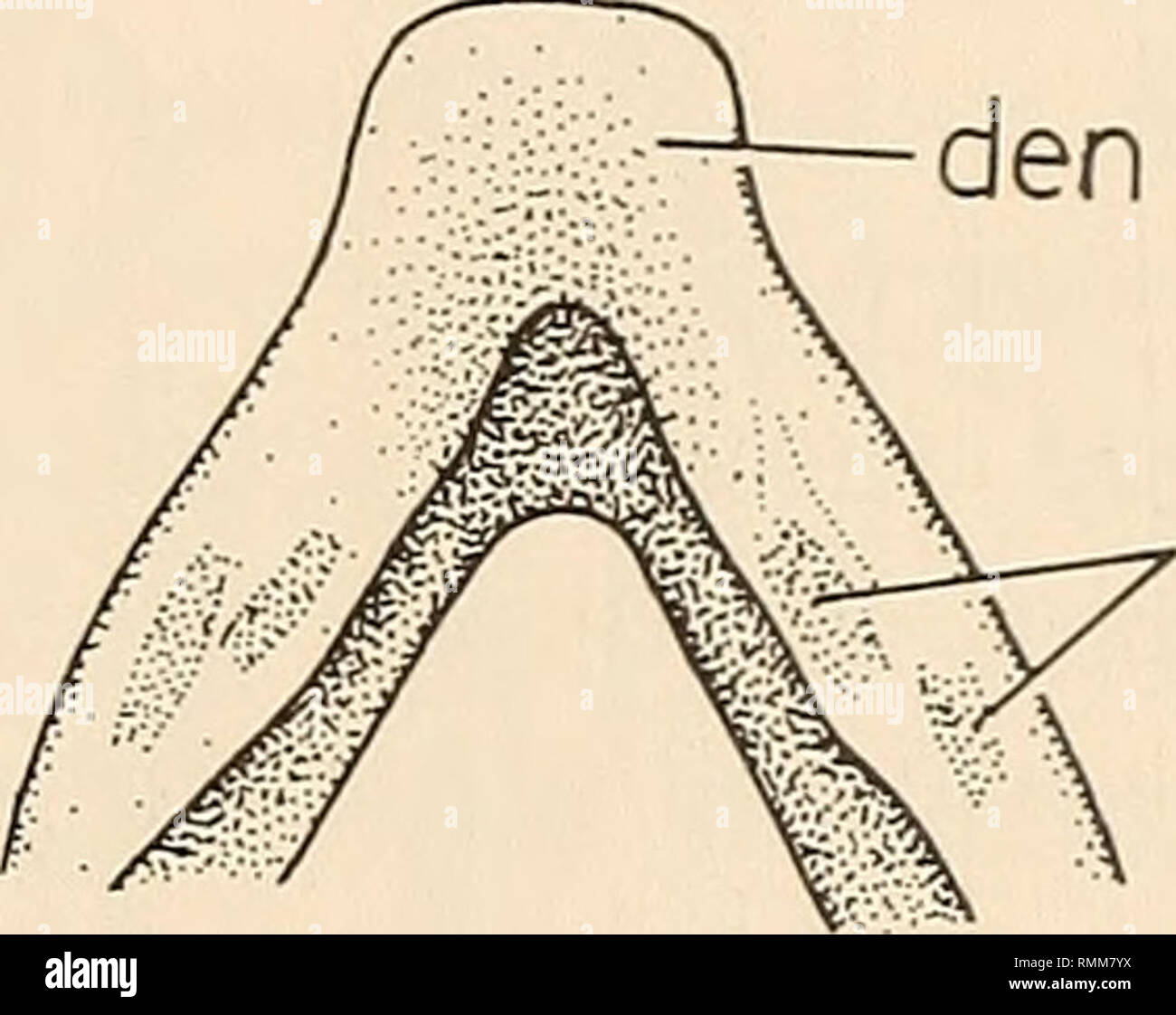 . Annals of the South African Museum = Annale van die Suid-Afrikaanse ...