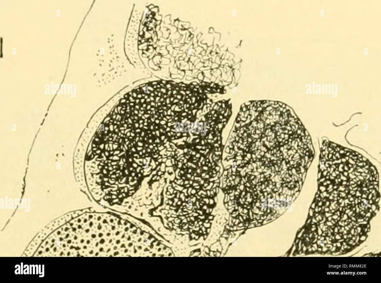Foam matrix hi-res stock photography and images - Alamy