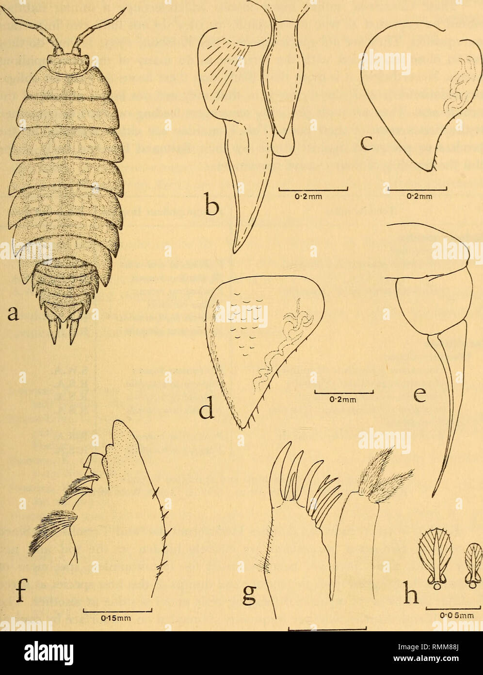 . Annals of the South African Museum = Annale van die Suid-Afrikaanse ...