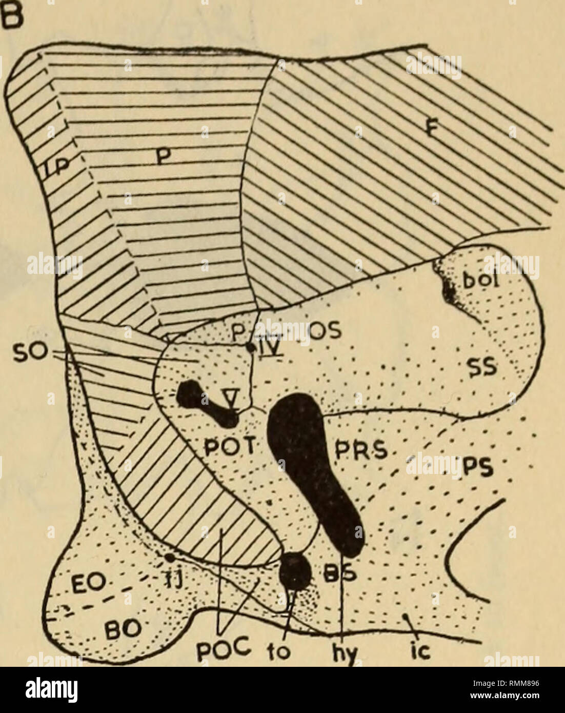 . Annals of the South African Museum = Annale van die Suid-Afrikaanse ...