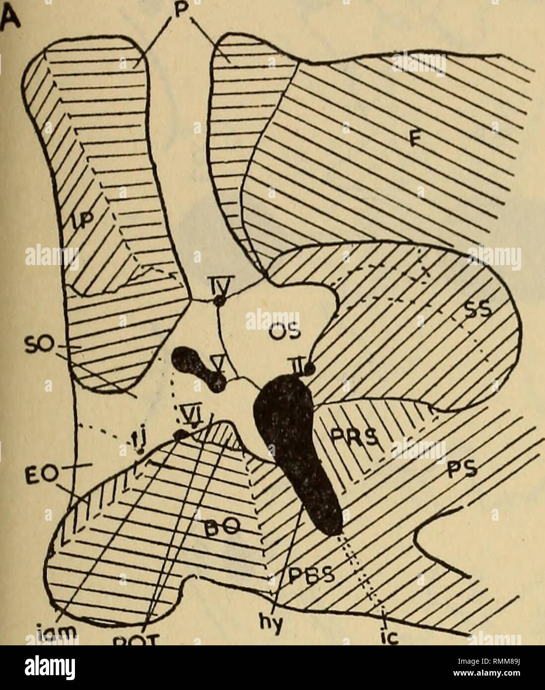 . Annals of the South African Museum = Annale van die Suid-Afrikaanse ...