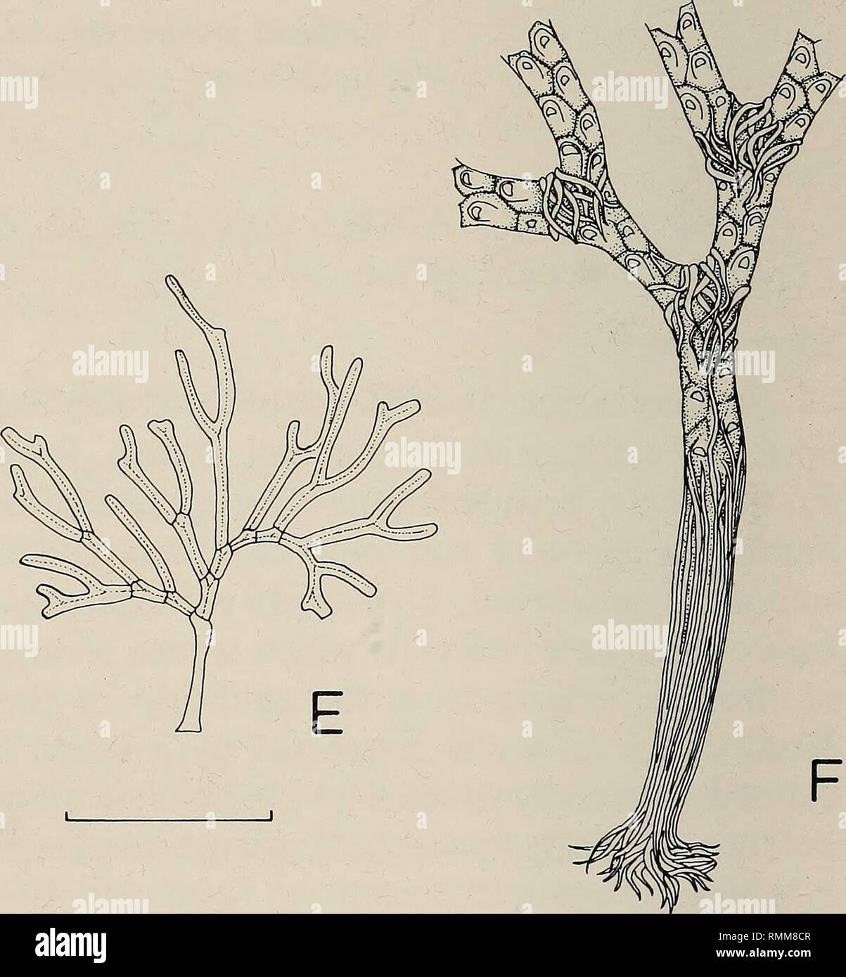Branch bifurcations hi-res stock photography and images - Alamy