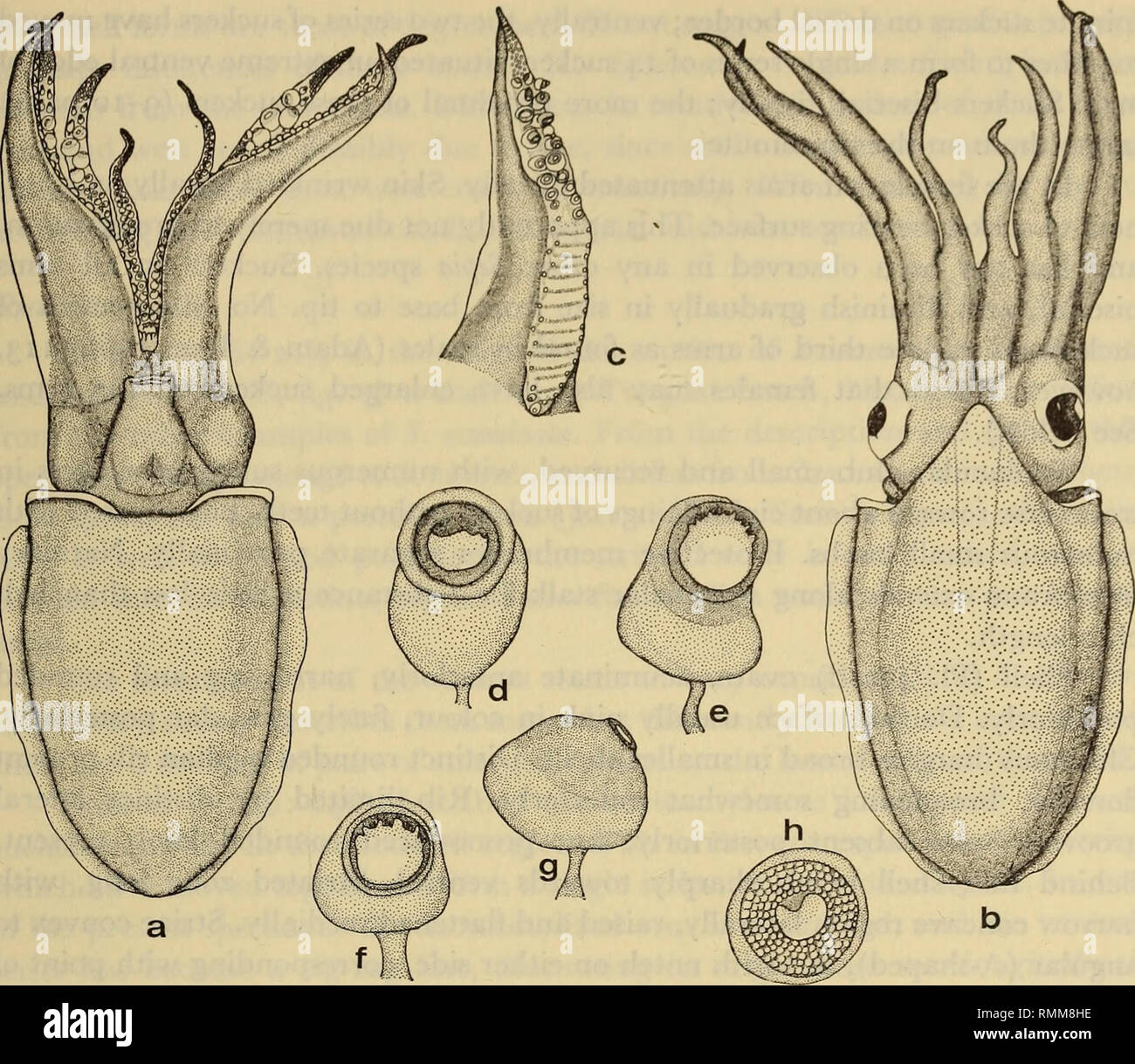 Hectocotylus hi-res stock photography and images - Alamy