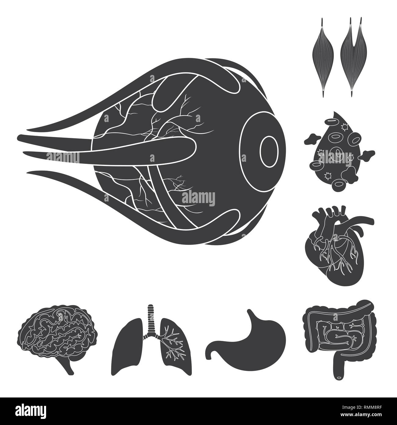 eyeball,muscle,blood,heart,brain,lung,stomach,eye,organs,plasma ...