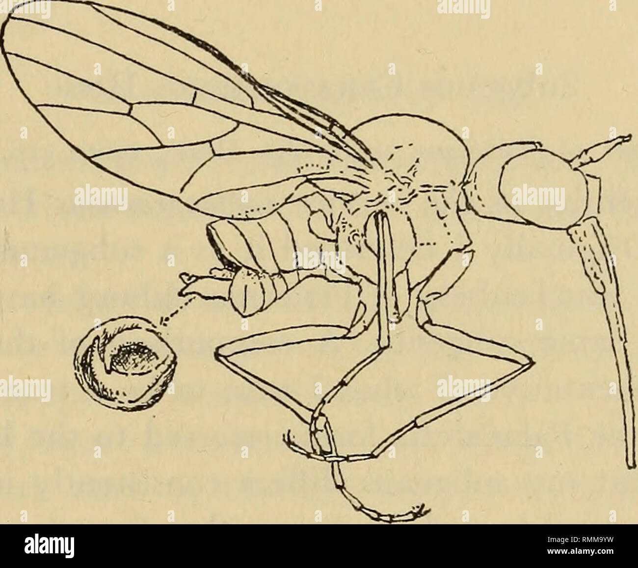 . Annals of the South African Museum = Annale van die Suid-Afrikaanse ...