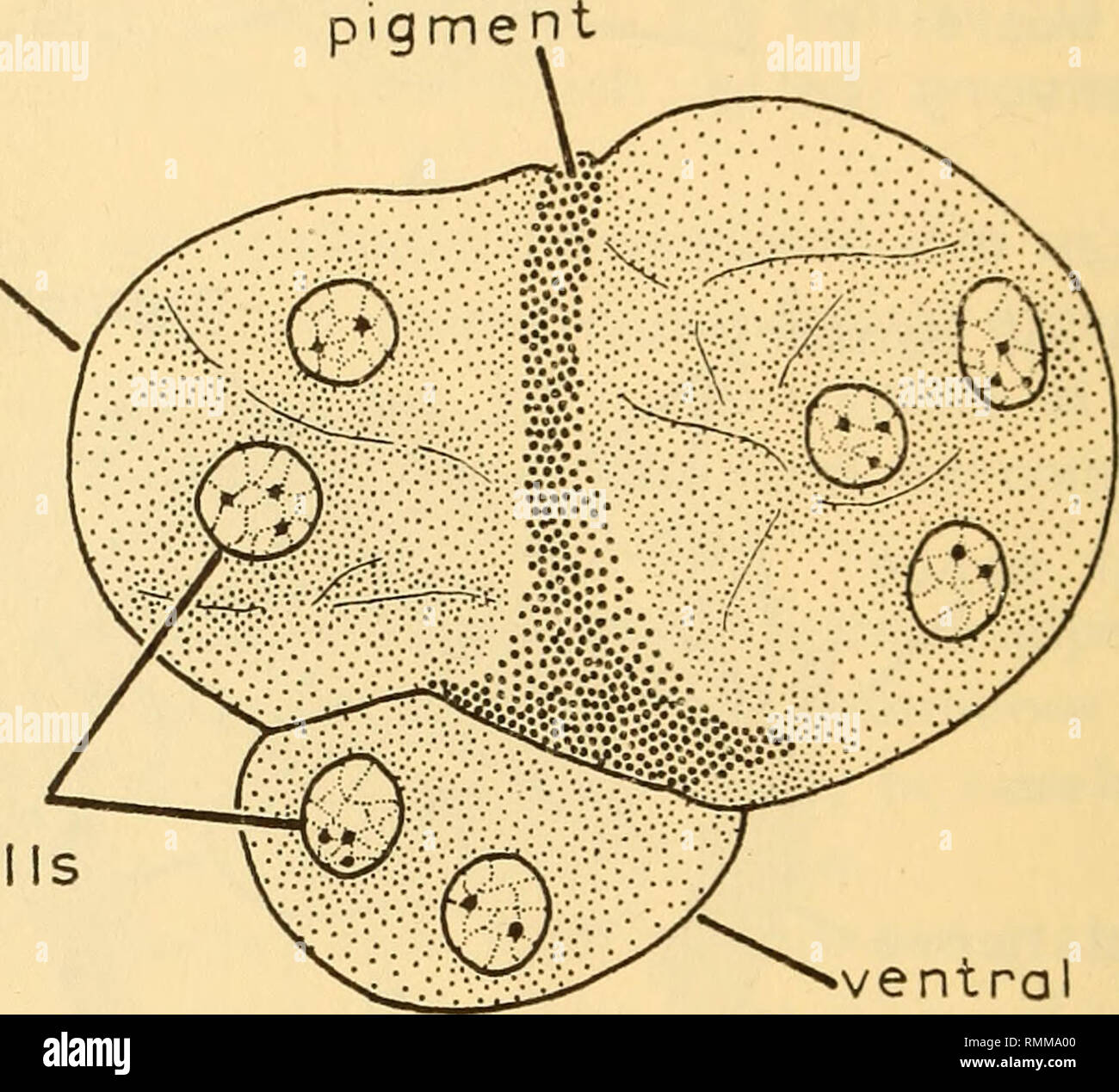 Puerulus hi-res stock photography and images - Alamy