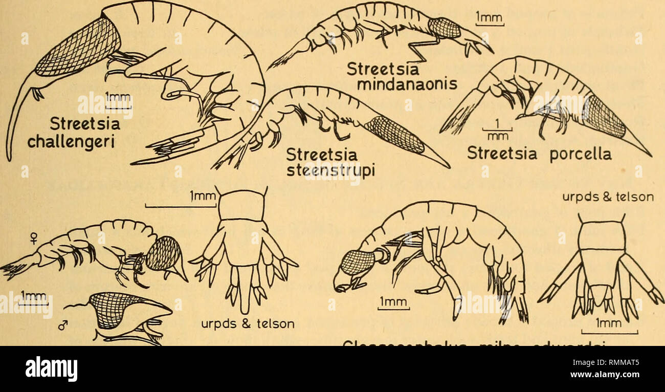 . Annals of the South African Museum = Annale van die Suid-Afrikaanse ...