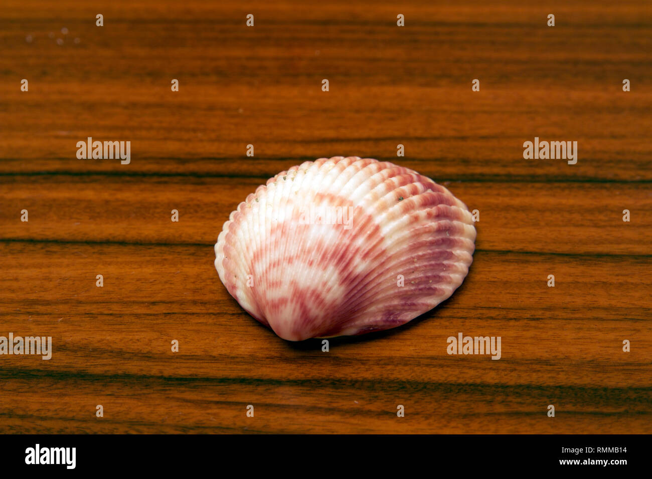 Corpse Table High Resolution Stock Photography and Images - Alamy