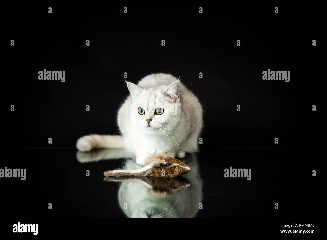 beautiful young cat breed Scottish chinchilla straight Stock Photo - Alamy