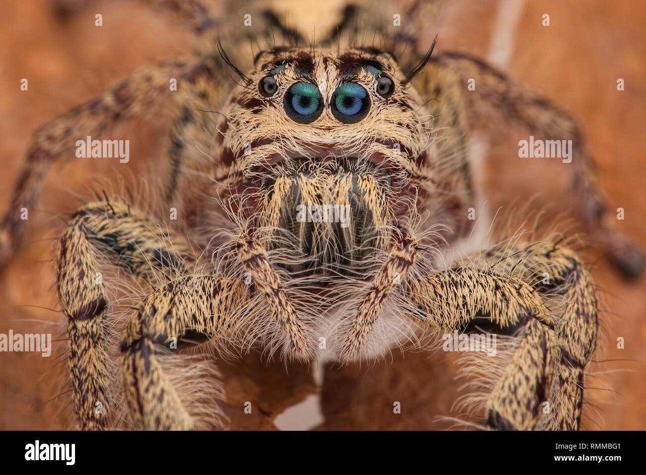 Jumping spider hyllus diardi hi-res stock photography and images - Alamy