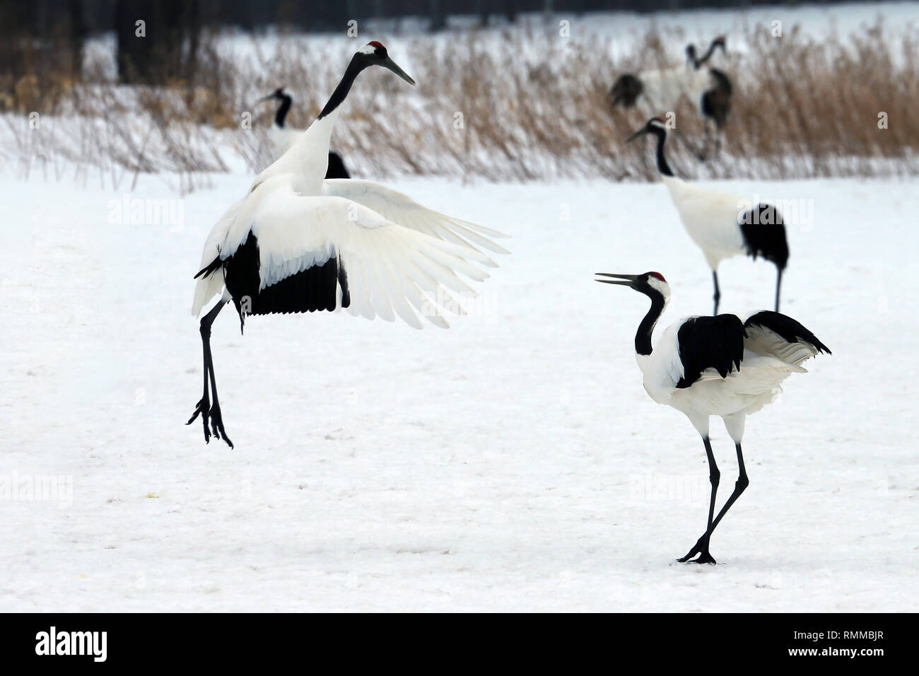 Five red-crowned cranes, Kushiro, Hokkaido, Japan Stock Photo - Alamy