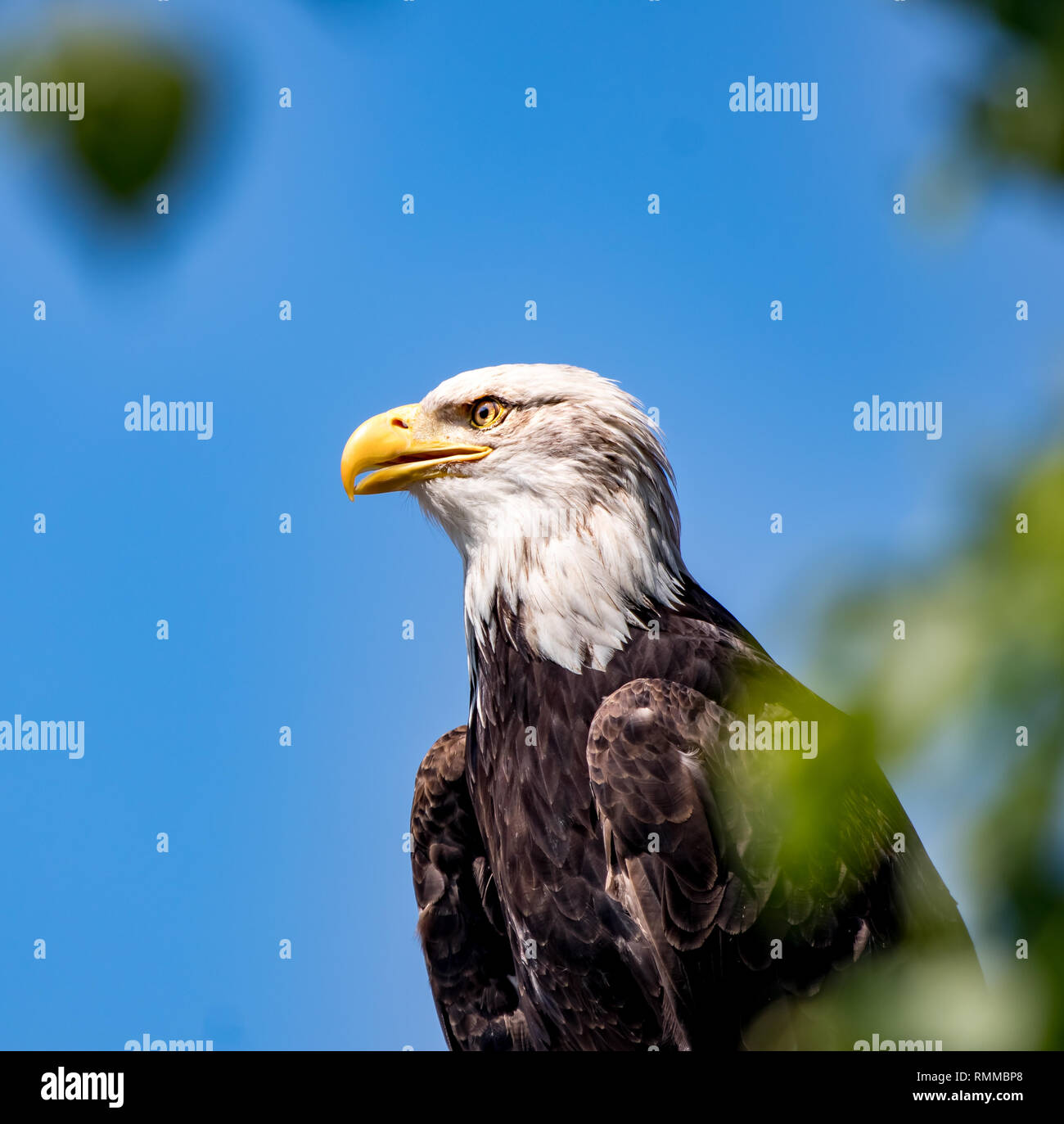 Portrait closeup with face and eye focus Stock Photo - Alamy