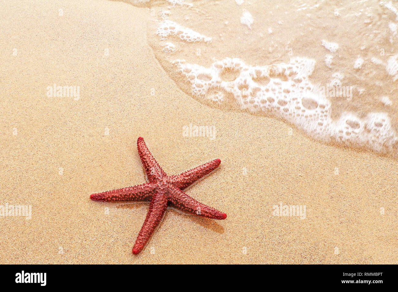 Australia starfish hi-res stock photography and images - Alamy