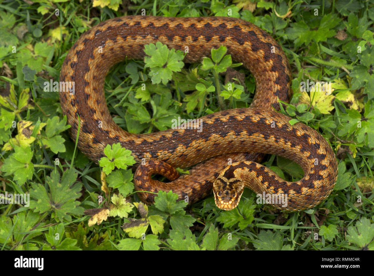 Closeup european adder vipera hi-res stock photography and images - Alamy