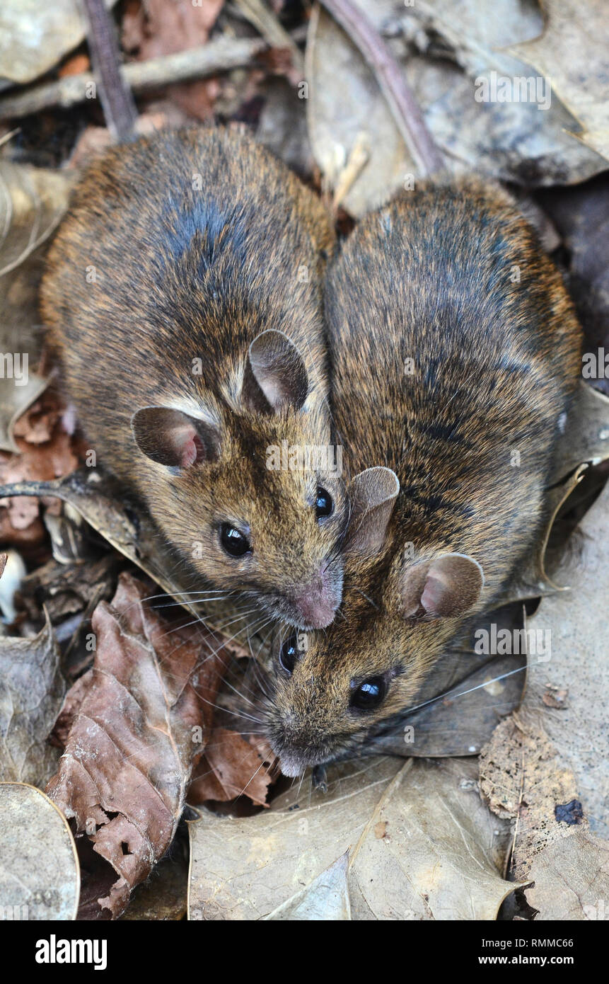 Wood Mice High Resolution Stock Photography and Images - Alamy